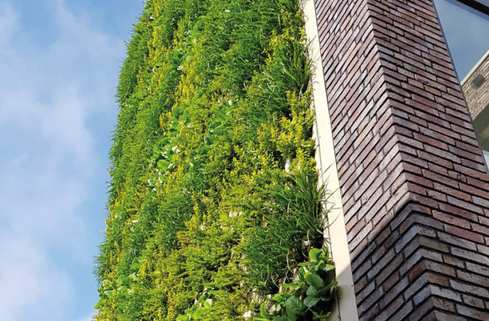 Verticale tuin | Groene gevel | Onafhankelijke groothandel | Showroom